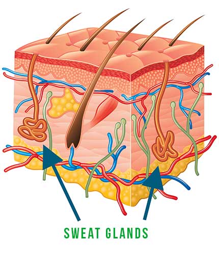 Clogged Armpit Sweat Glands Here s How To Manage Them MiraDry Miami