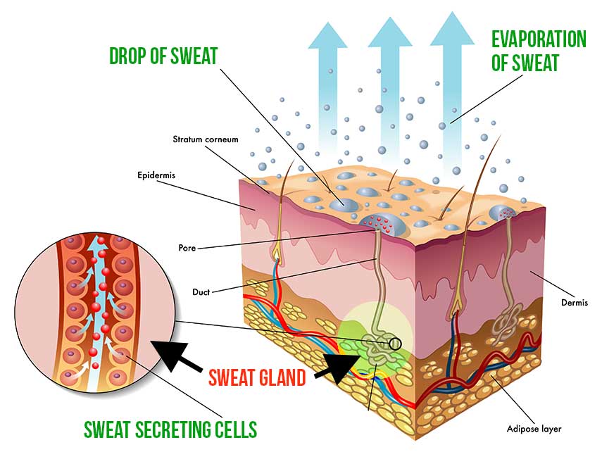 How To Deal With Excessive Sweating On Head MiraDry Miami How To Deal With Excessive Sweating On Head MiraDry Miami